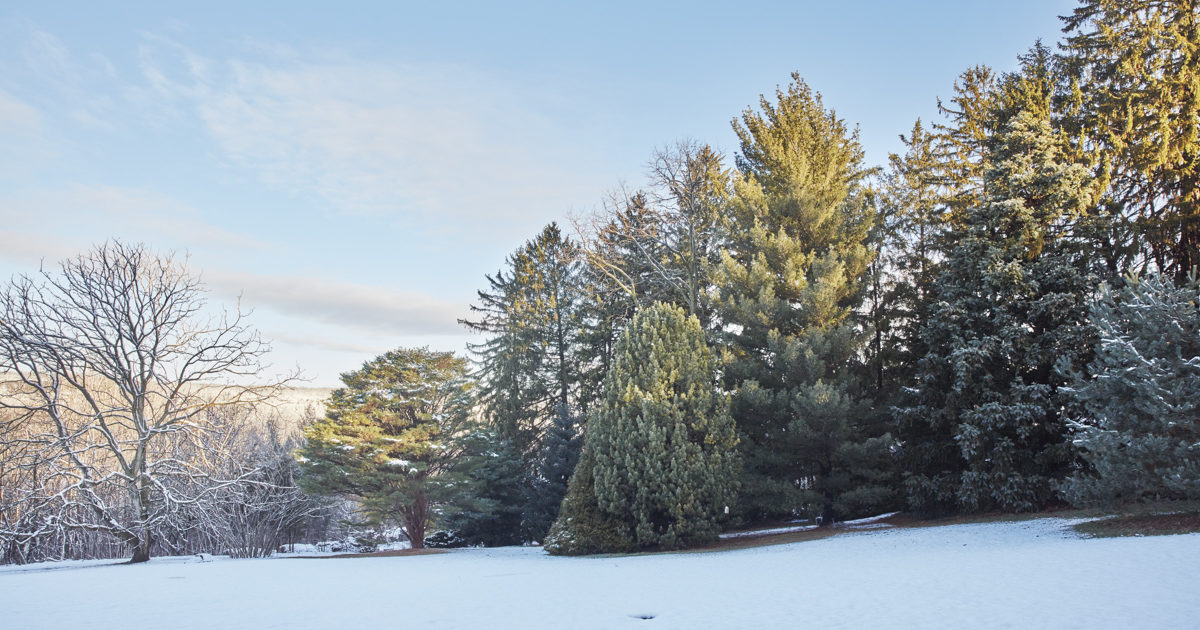 The Conifer Slope in Winter - Wave Hill