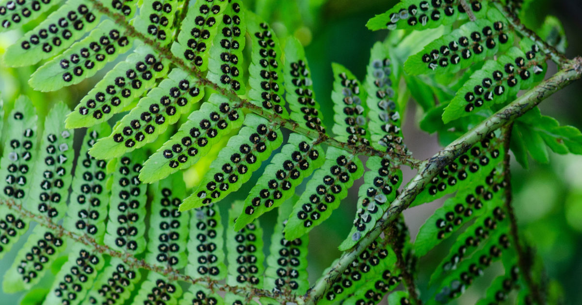 Flipping over Fern Fronds - Wave Hill