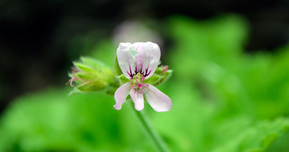 Pelargonium graveolens (Rose-scented geranium) - Wave Hill