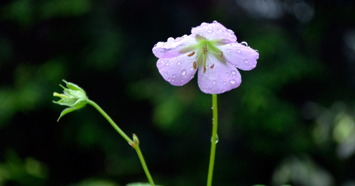 Geranium maculatum (Wild geranium) - Wave Hill