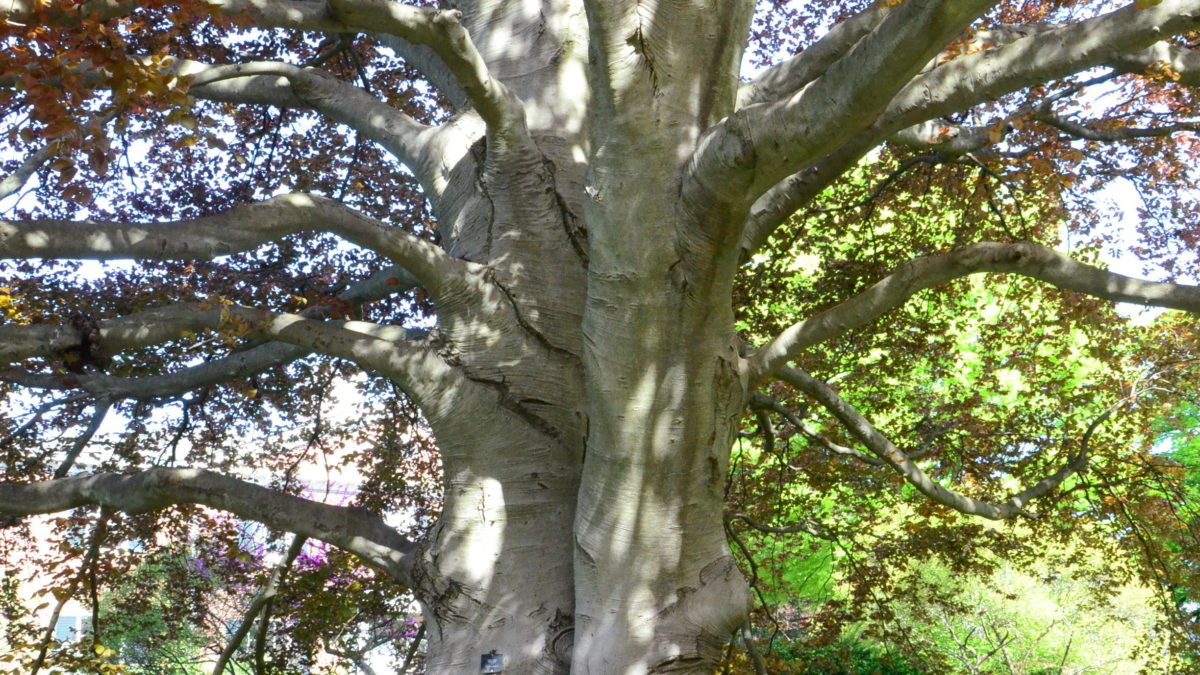 Some Great Trees of Wave Hill - Wave Hill