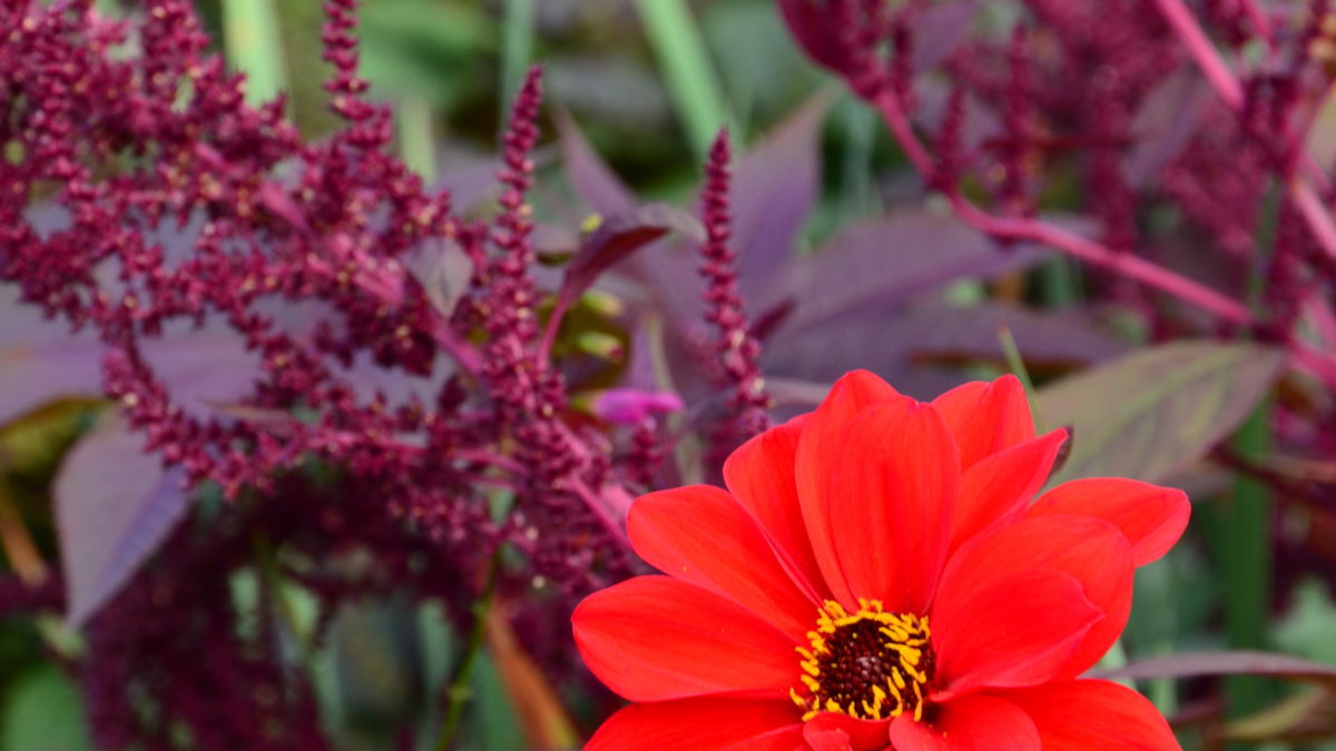 Mexican Plants and Some of Their Very Short Stories - Wave Hill