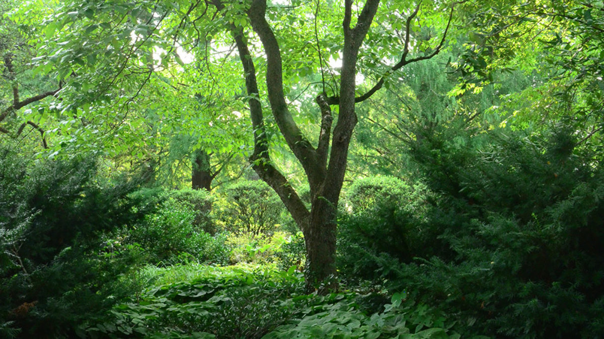 Shady Greens: Plants at the Entrance Walk and Shade Border - Wave Hill