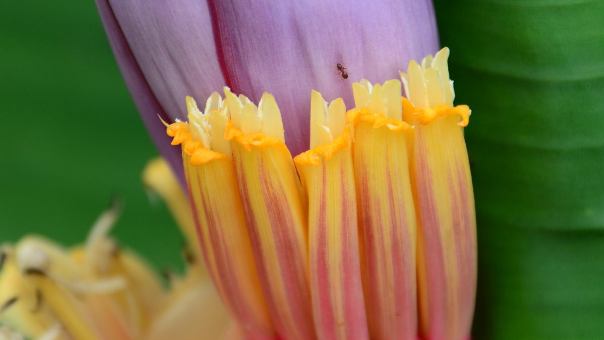 It's Happening--Bananas In Bloom! - Wave Hill