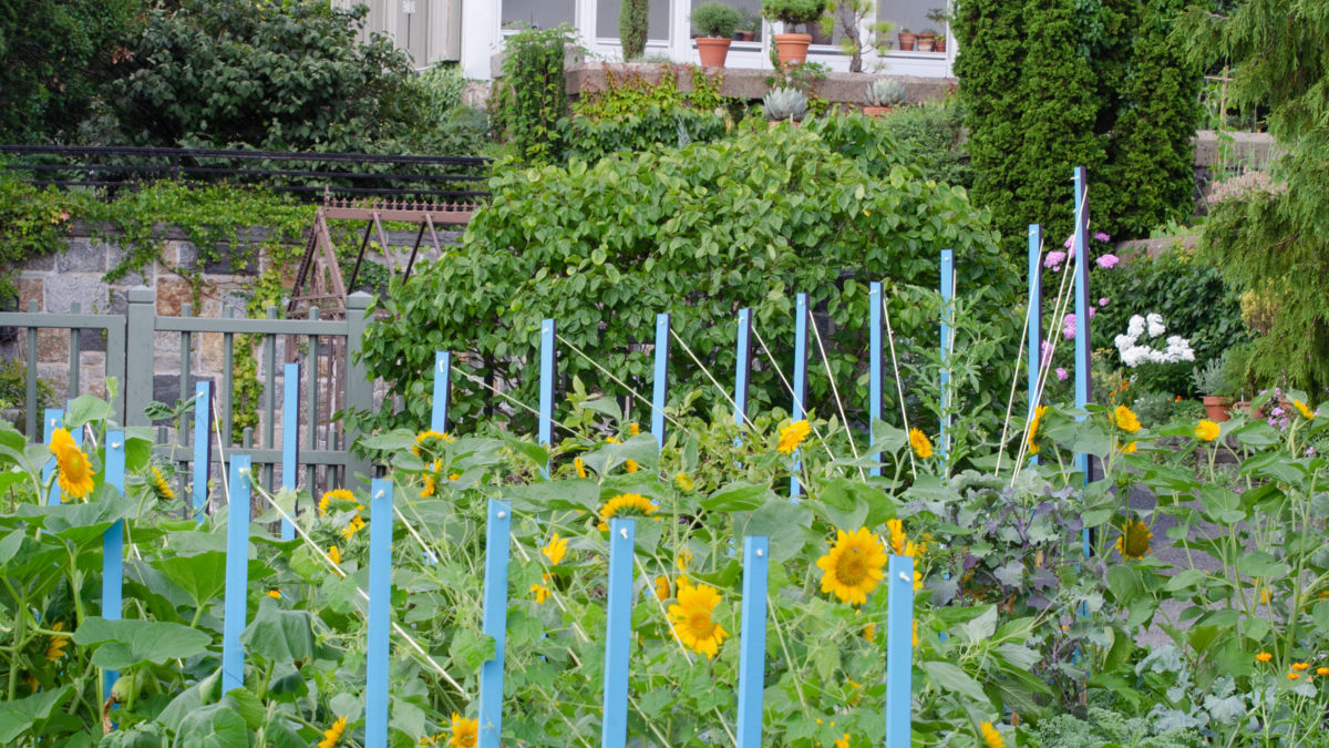 An Edible Paisley Bed with Ornamental Character - Wave Hill