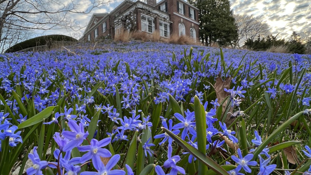 Glory-of-the-Snow - Wave Hill