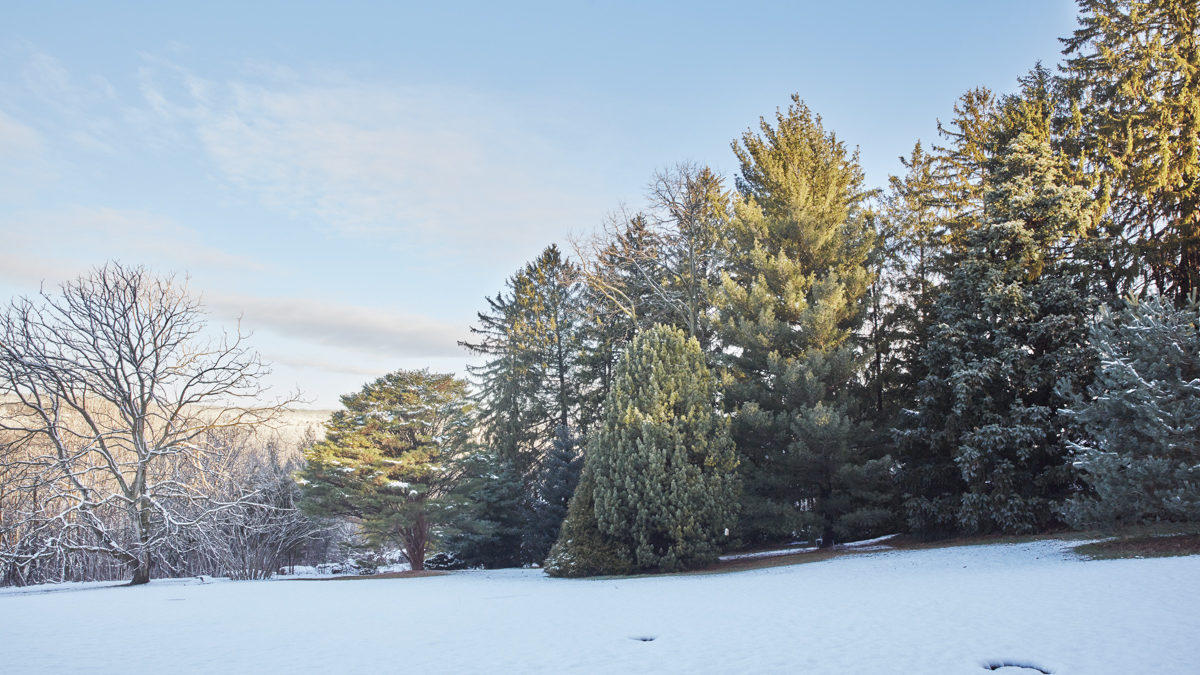 The Conifer Slope in Winter - Wave Hill