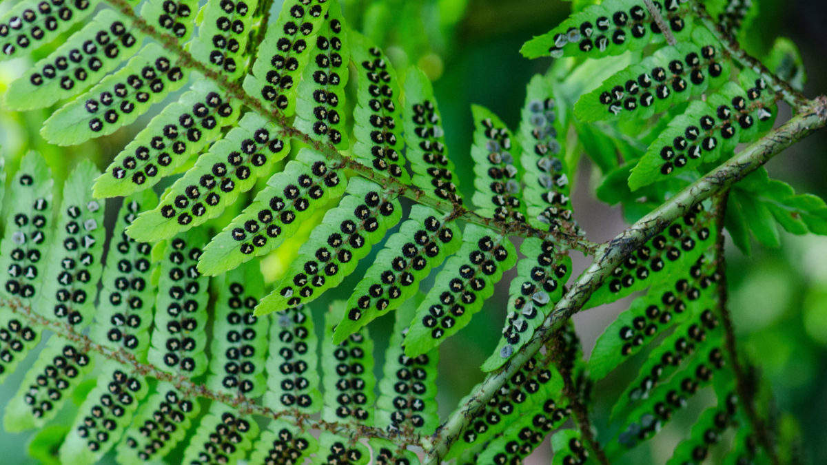 Flipping over Fern Fronds - Wave Hill