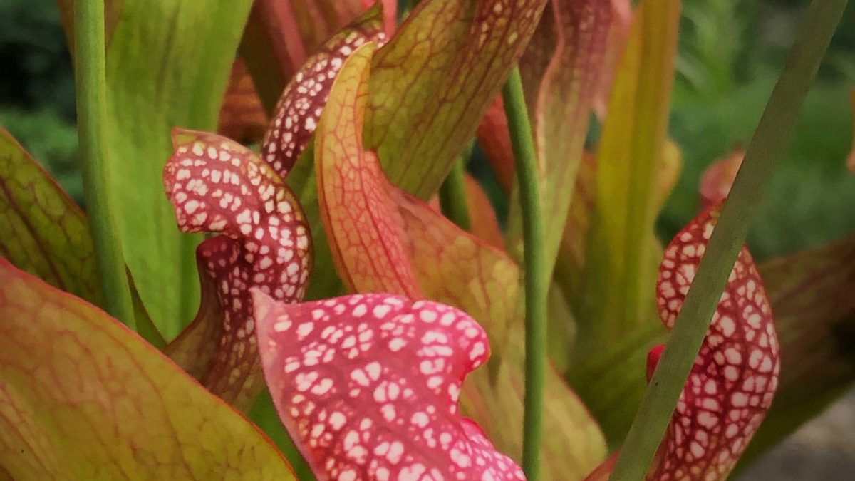 Carnivoresin H - Wave Hill