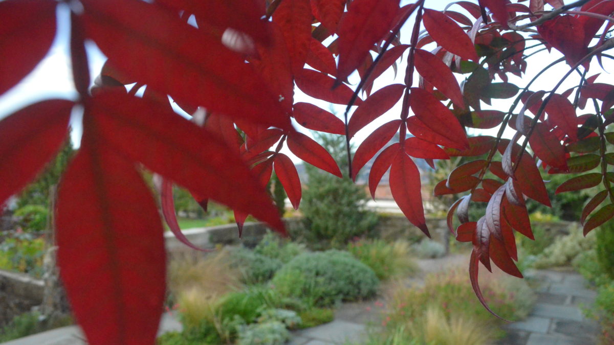 Rhus copallina (Shining sumac) - Wave Hill