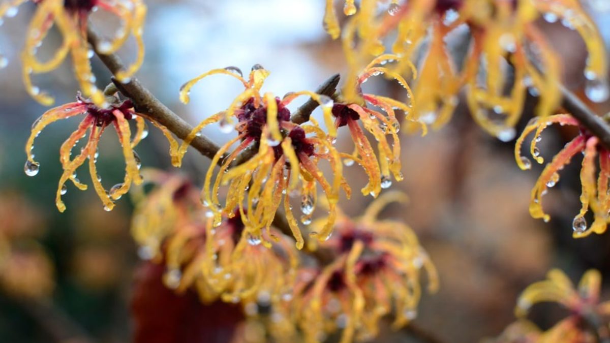 Winter-Blooming Trees and Shrubs - Wave Hill