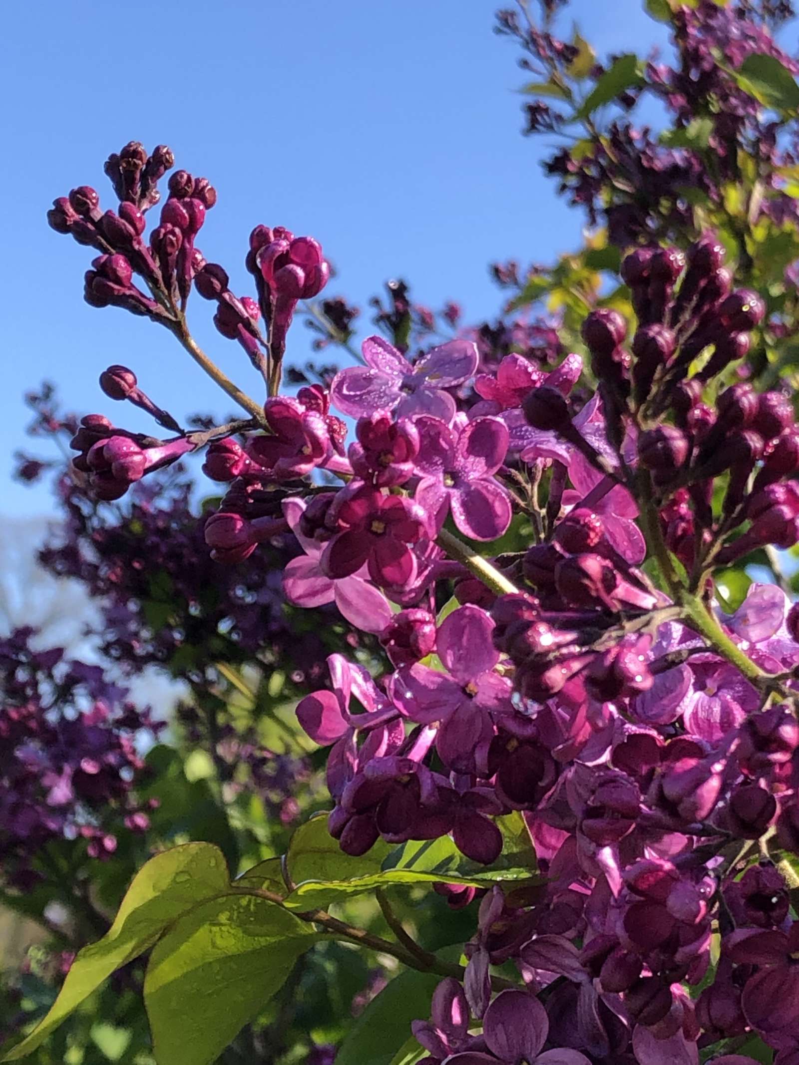 Lilacs Ablooming - Wave Hill