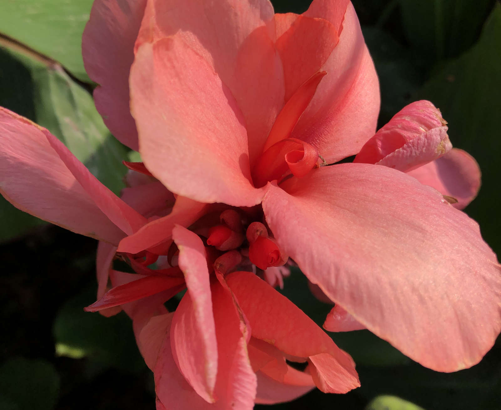 Hosta plantaginea (August Lily) - Wave Hill