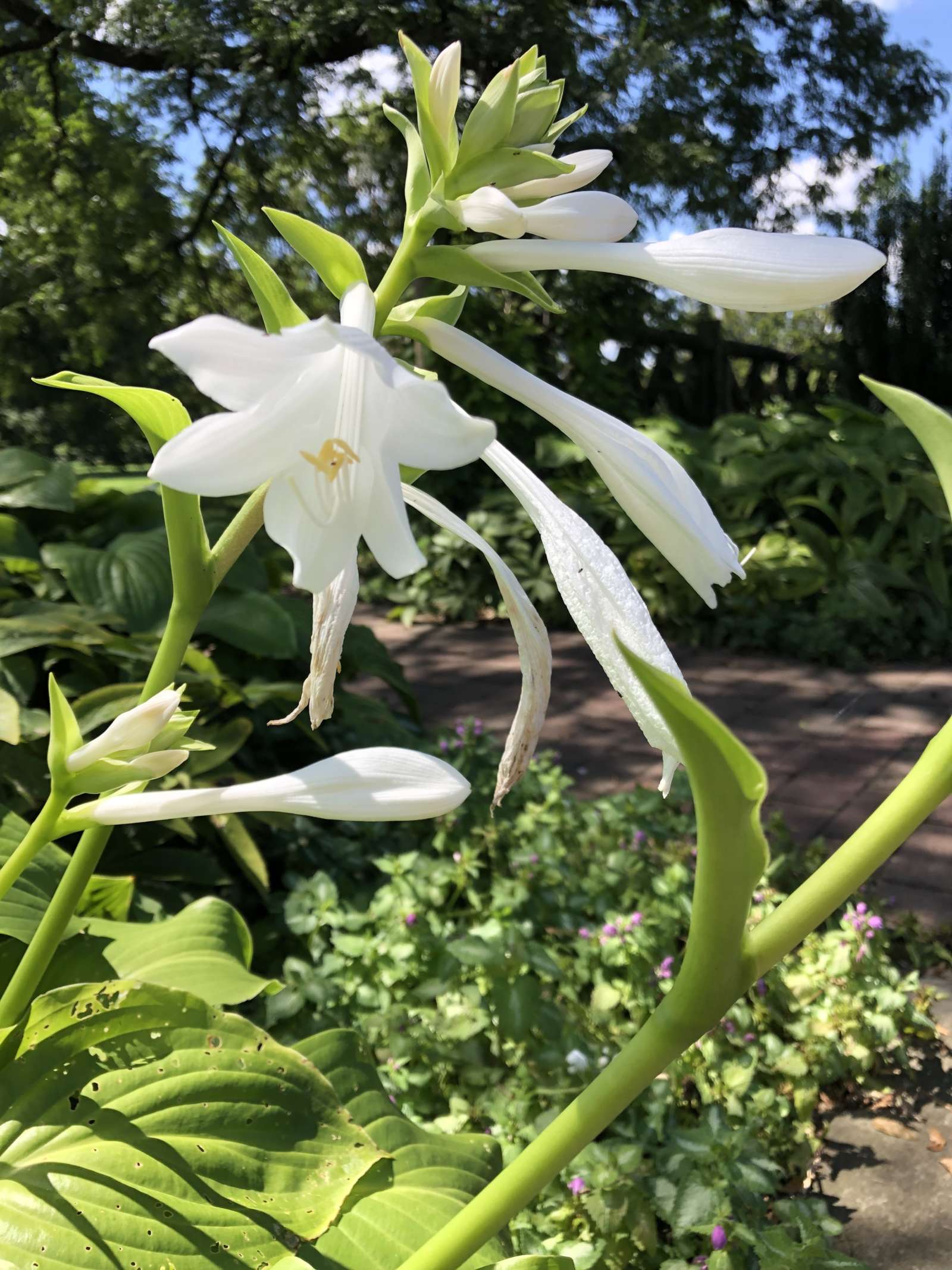 Hosta plantaginea (August Lily) - Wave Hill