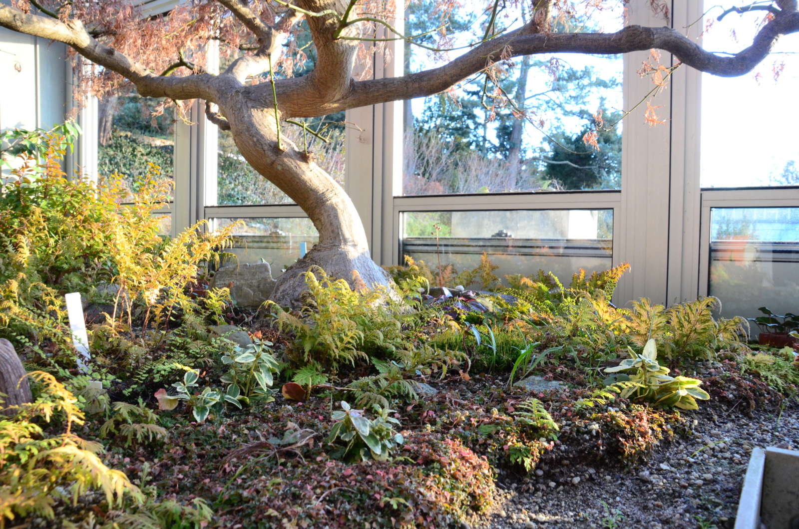 A Part of the Aesthetic: The Alpine House Nursery - Wave Hill