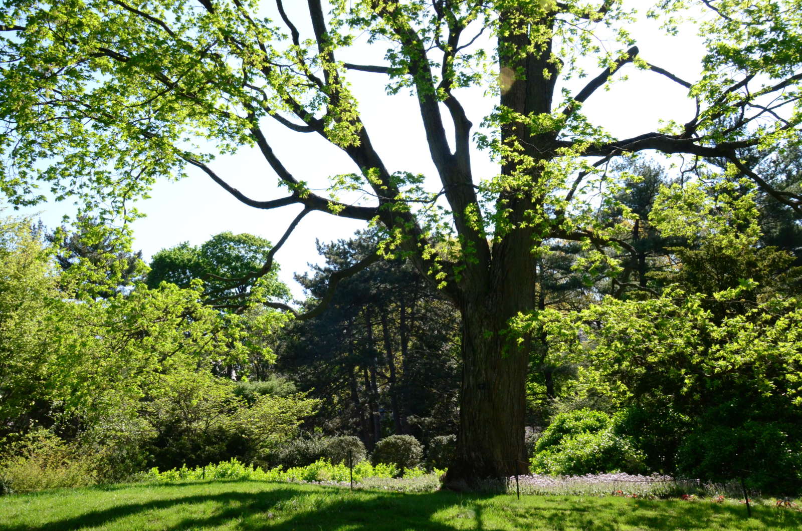 Some Great Trees of Wave Hill - Wave Hill