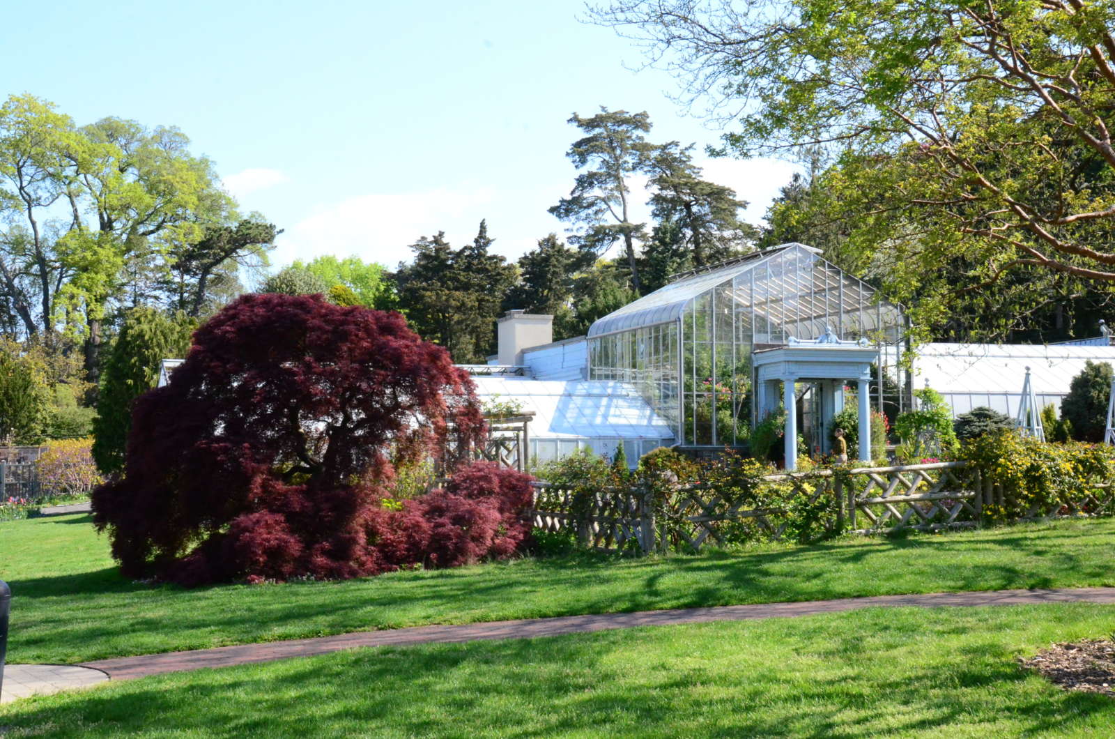 Some Great Trees of Wave Hill - Wave Hill