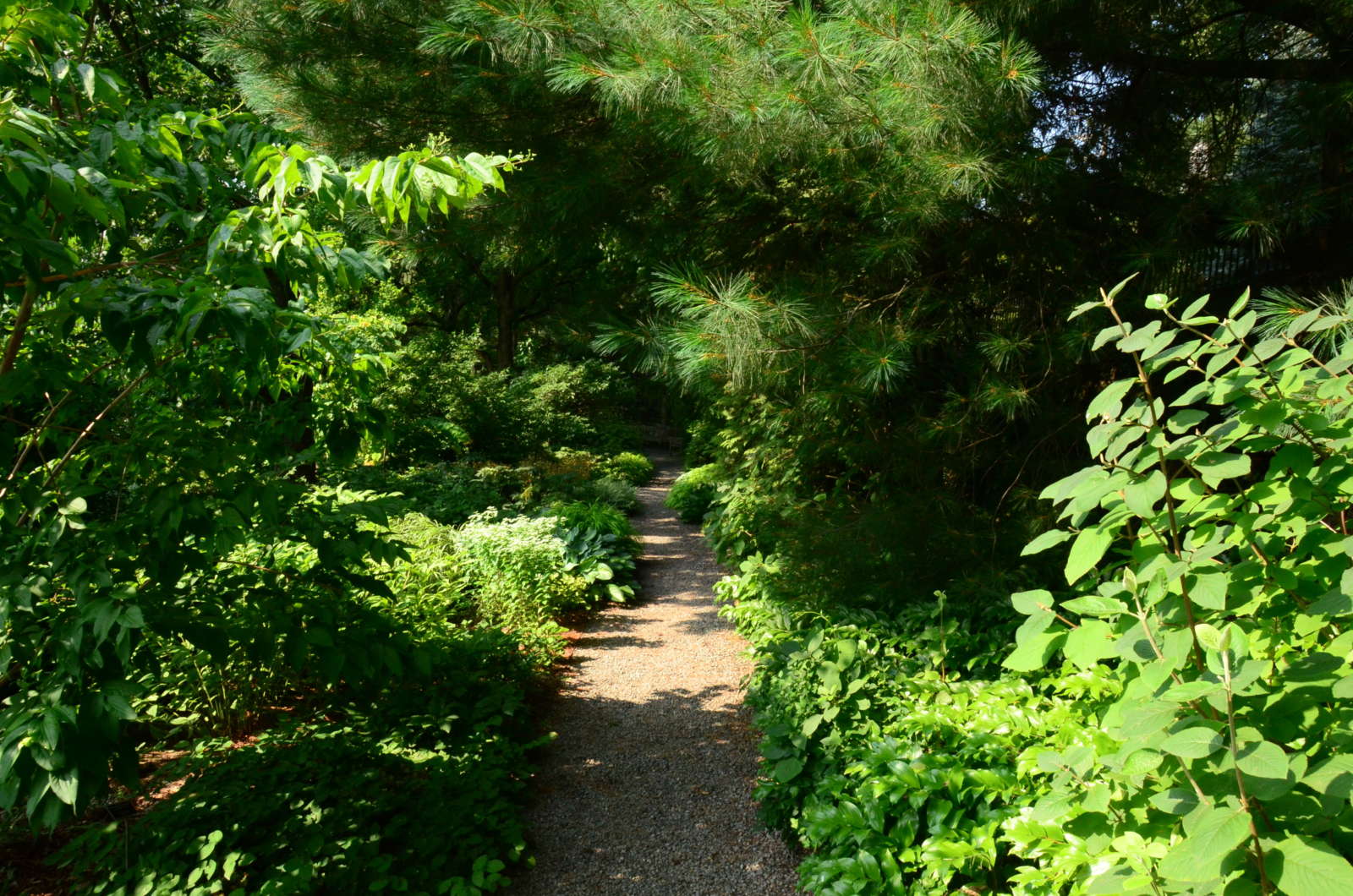 Shady Greens: Plants at the Entrance Walk and Shade Border - Wave Hill