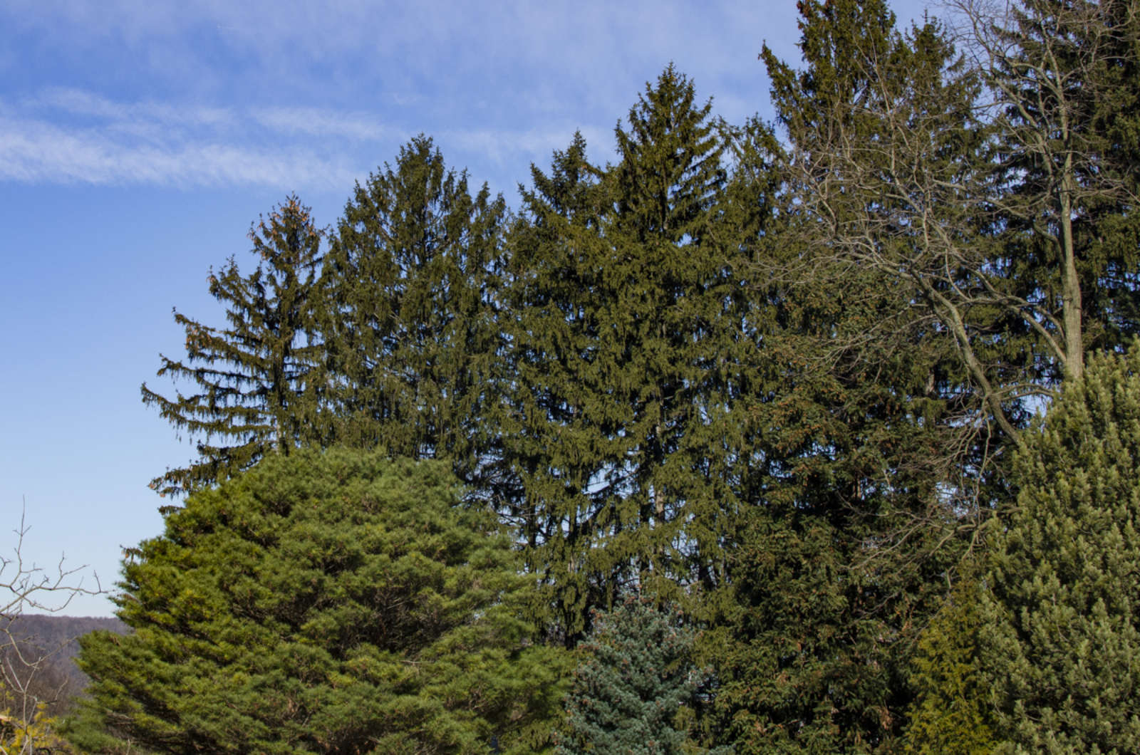 The Conifer Slope in Winter - Wave Hill