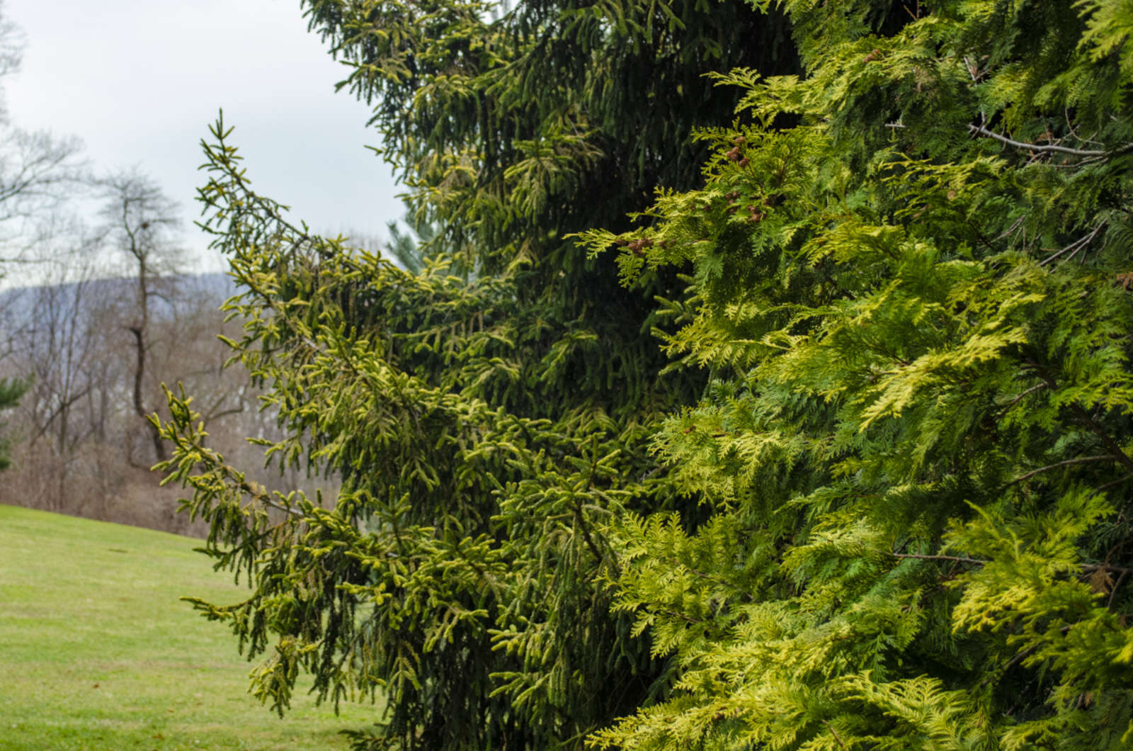 The Conifer Slope in Winter - Wave Hill