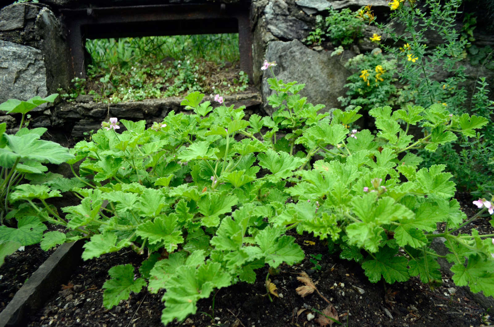 Pelargonium graveolens (Rose-scented geranium) - Wave Hill