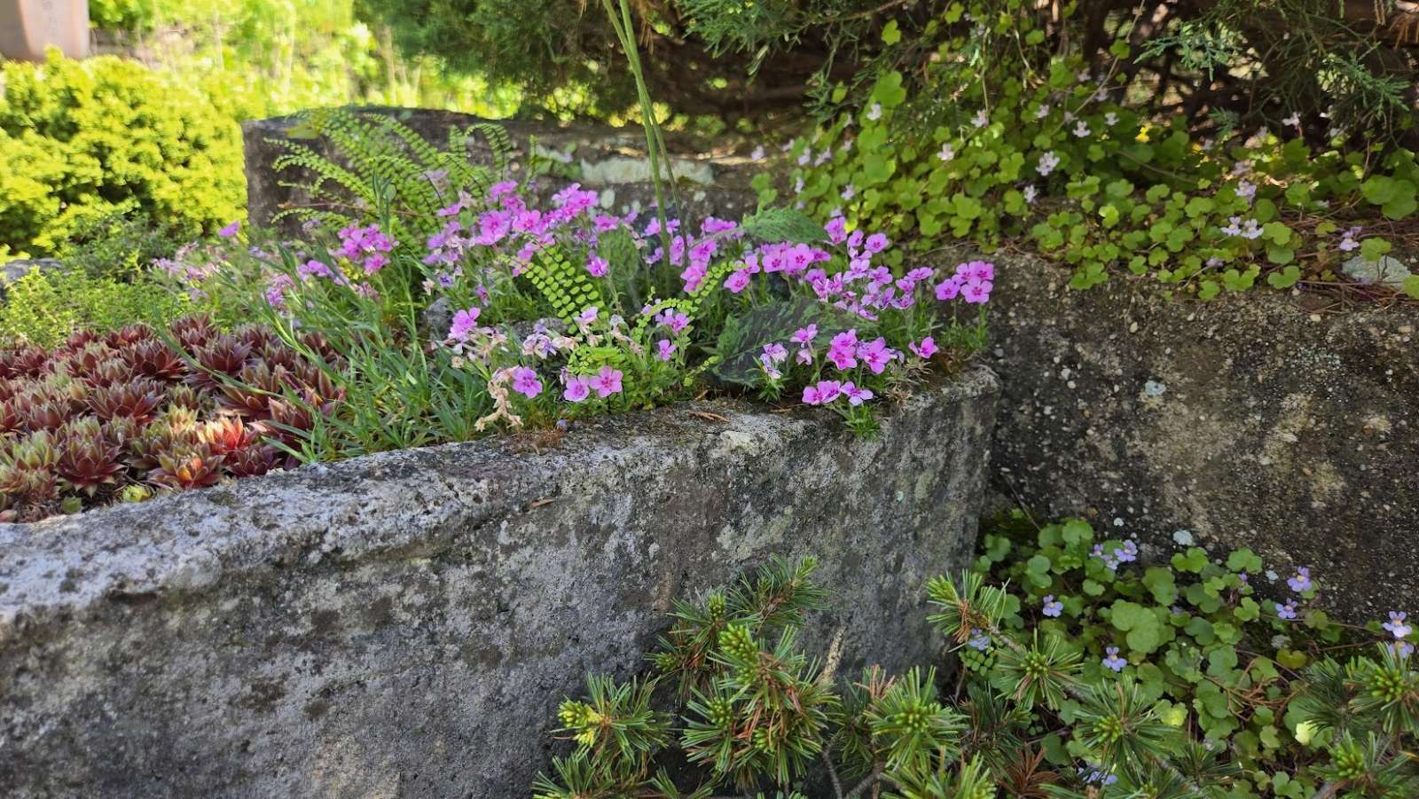 Rebuilding Alpine Troughs - Wave Hill
