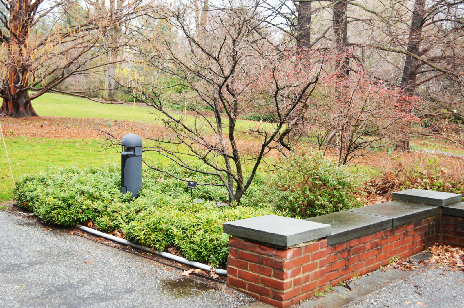 Sarcococca hookeriana var. humilis (Dwarf sweet box) - Wave Hill