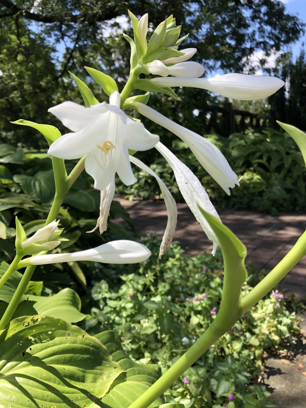Hosta plantaginea (August Lily) - Wave Hill