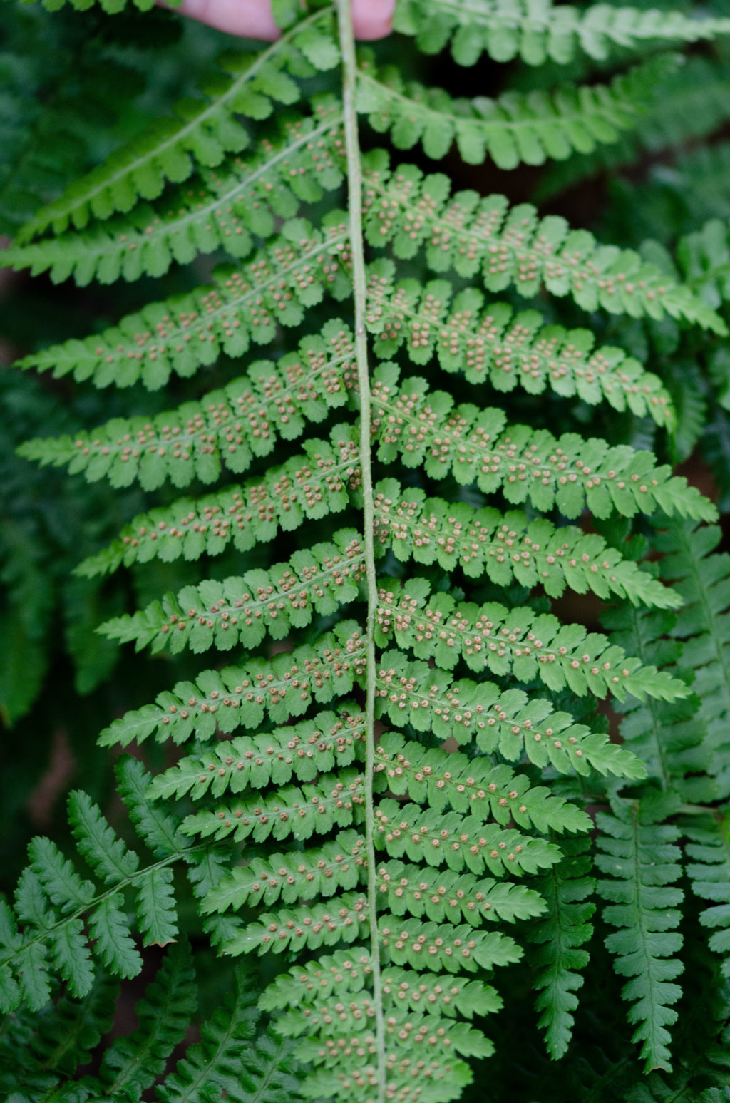 Flipping over Fern Fronds - Wave Hill