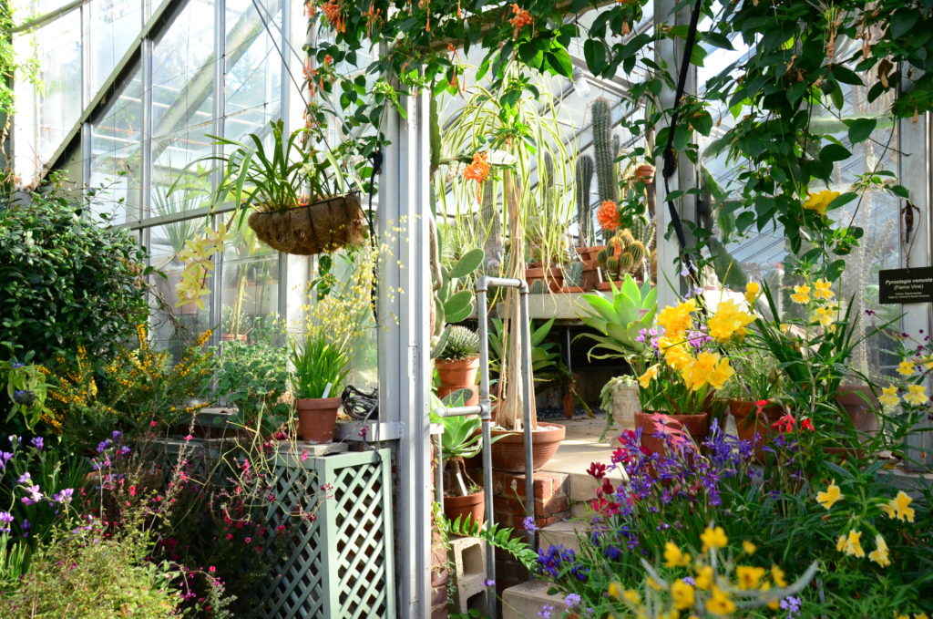 Bloom Alert: South African Bulbs - Wave Hill