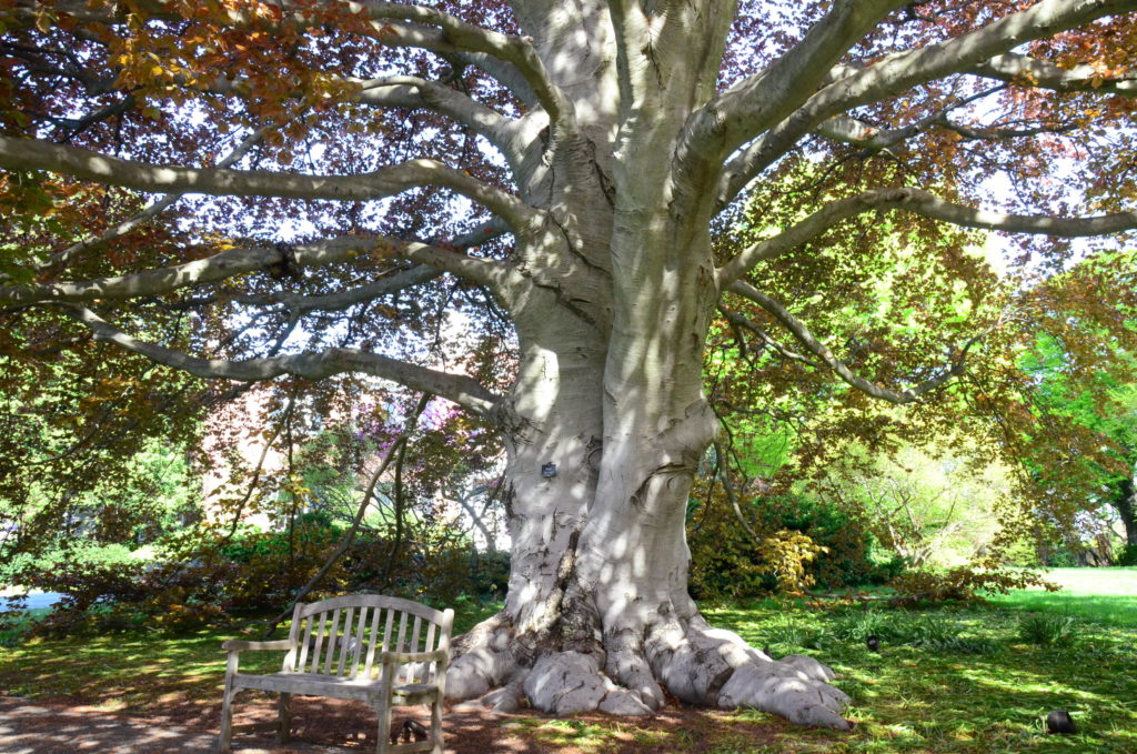 Some Great Trees of Wave Hill - Wave Hill