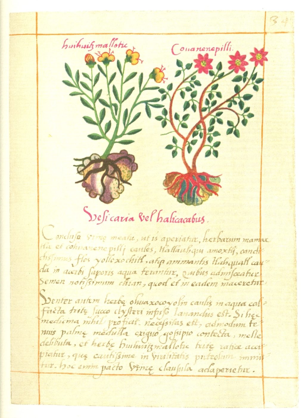 Mexican Plants and Some of Their Very Short Stories - Wave Hill