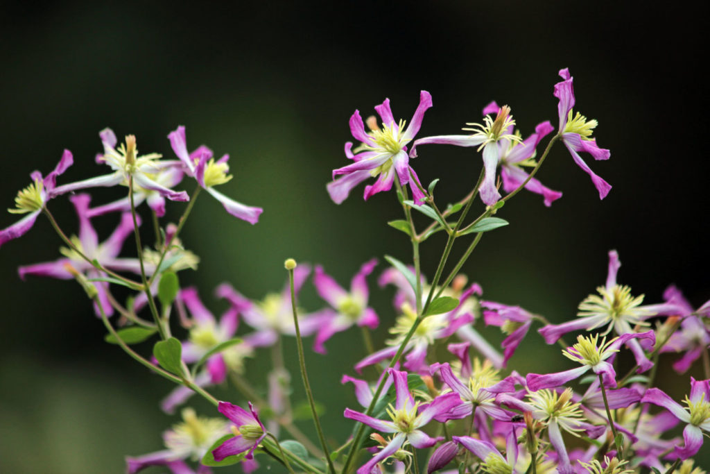 Clematis Hybrid - Wave Hill