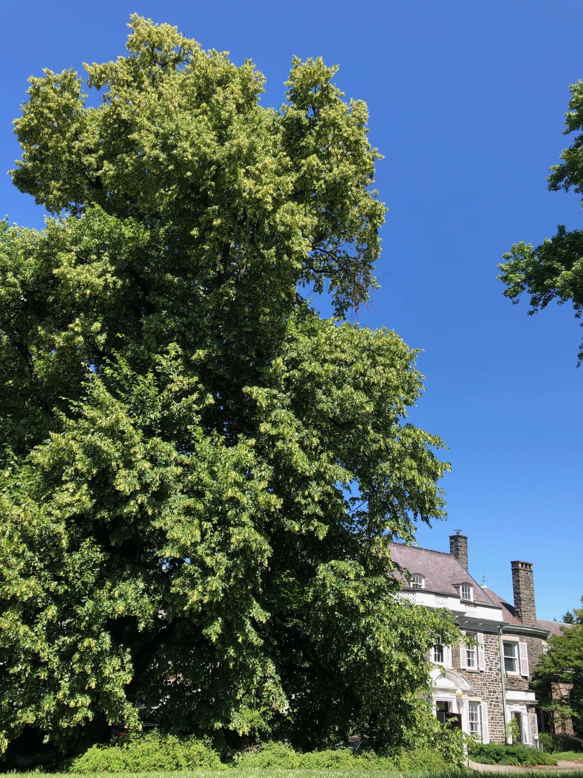 Tilia cordata (Small-leaved Linden) - Wave Hill