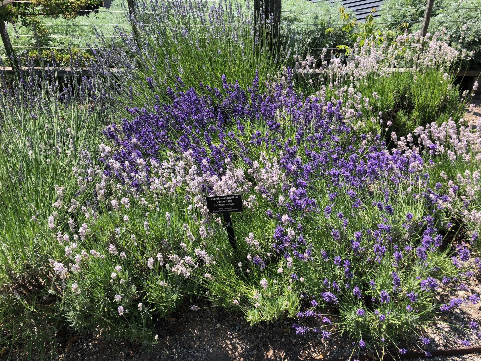 The Lavender Border - Wave Hill