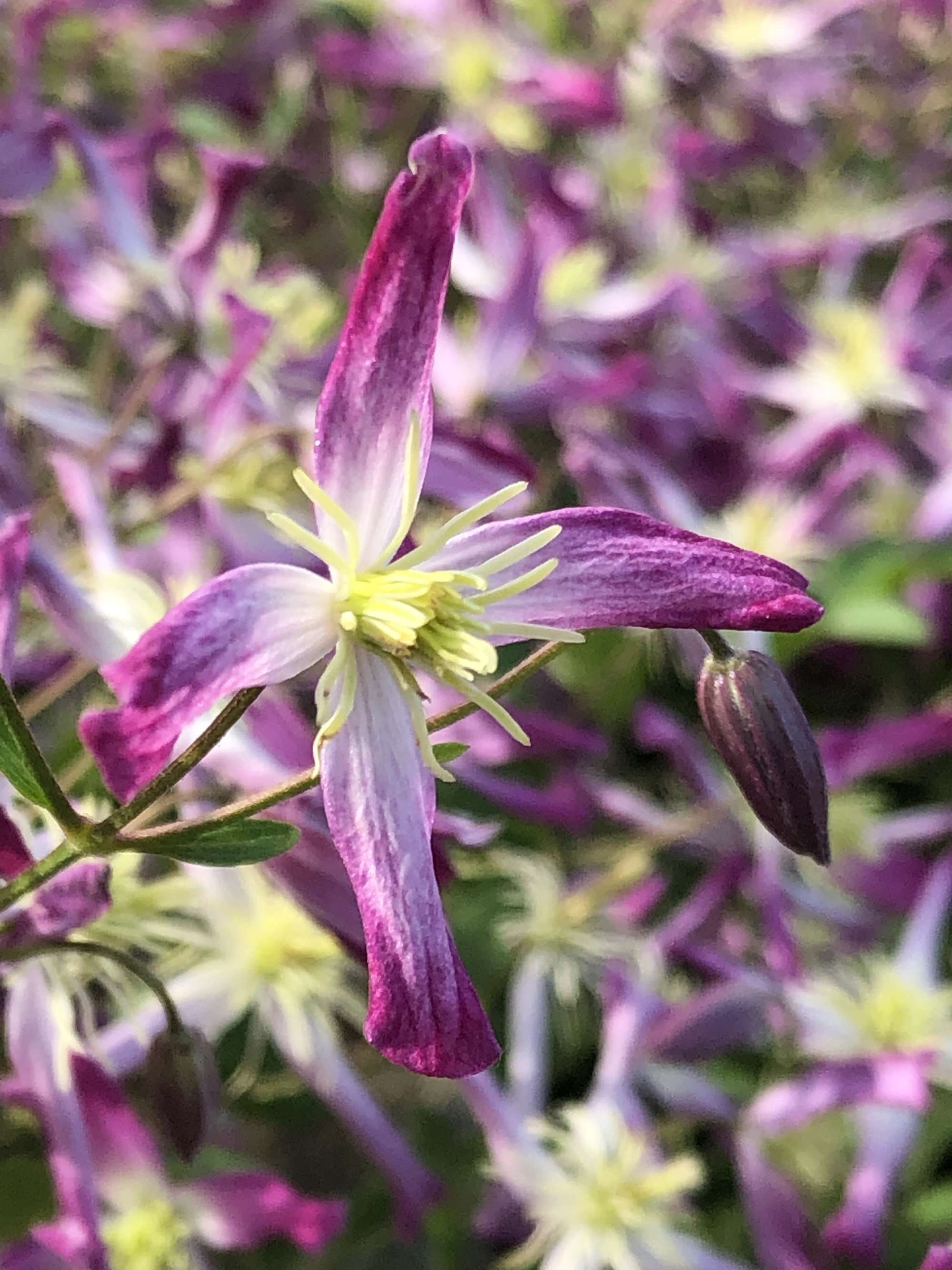 Clematis Hybrid - Wave Hill