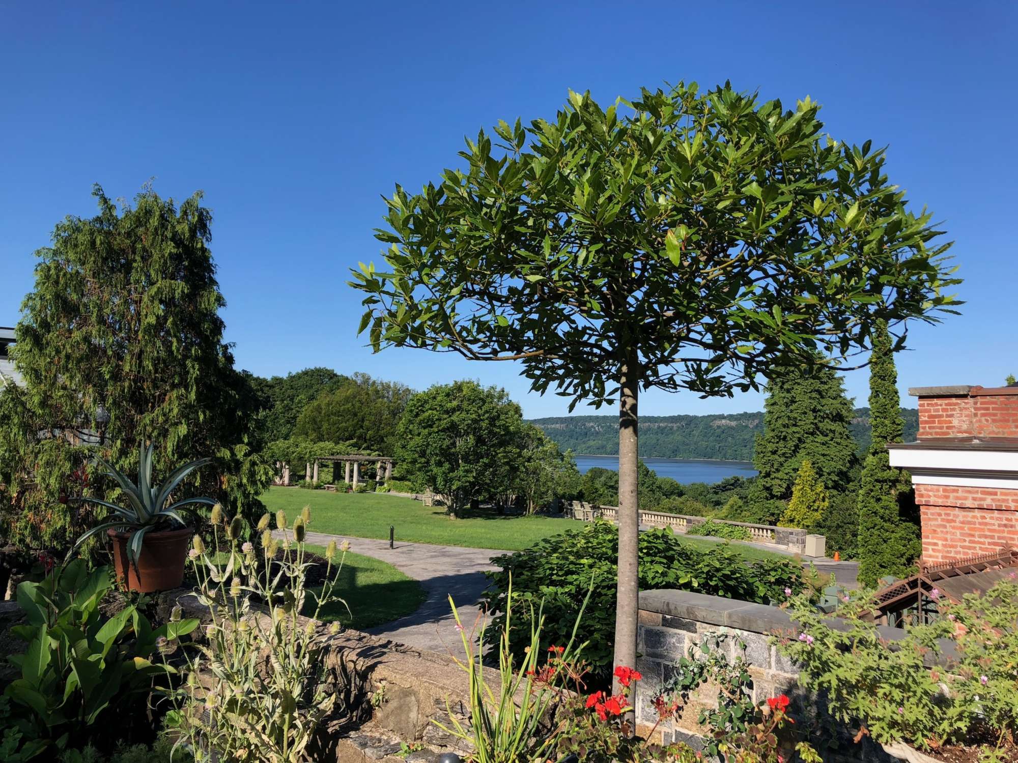 Laurus nobilis (Bay Laurel) - Wave Hill