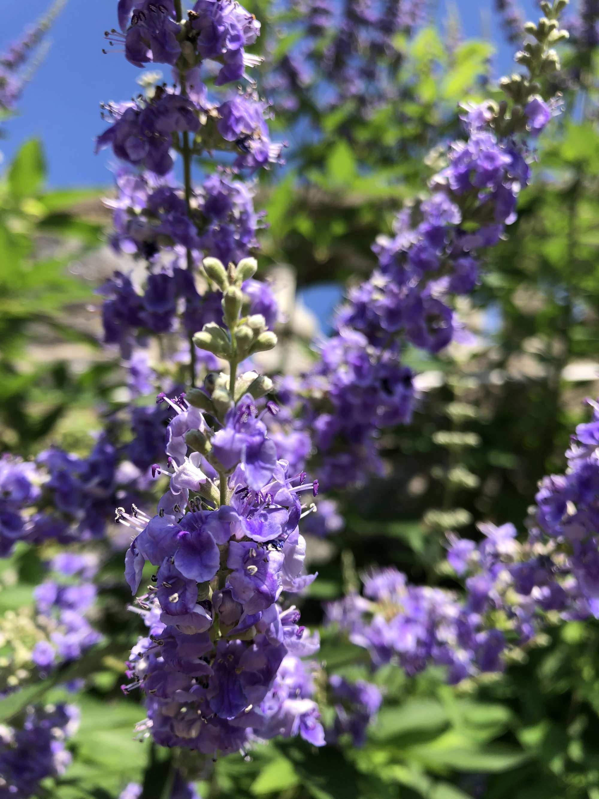 Chaste Tree (Vitex agnus-castus) - Wave Hill