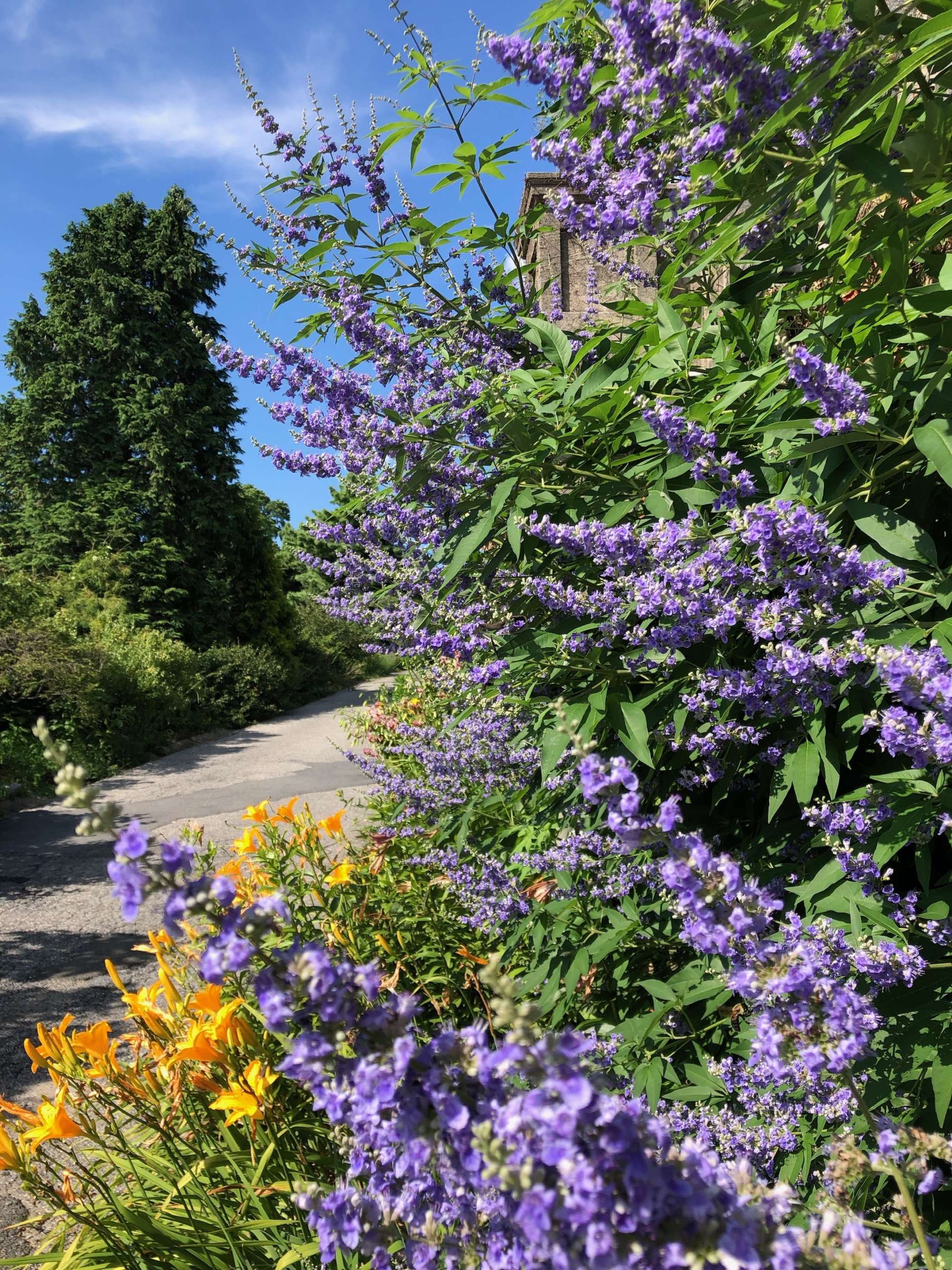 Chaste Tree (Vitex agnus-castus) - Wave Hill