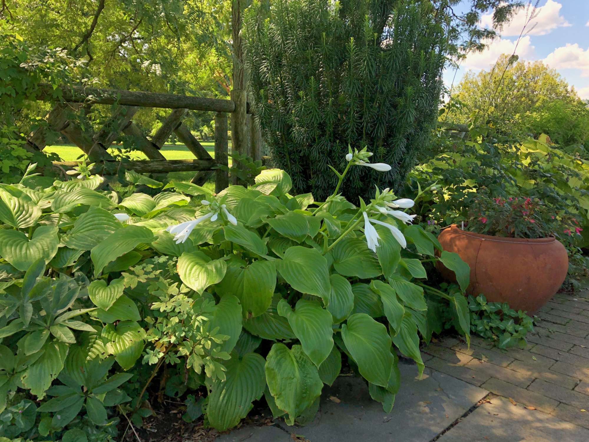 Hosta plantaginea (August Lily) - Wave Hill