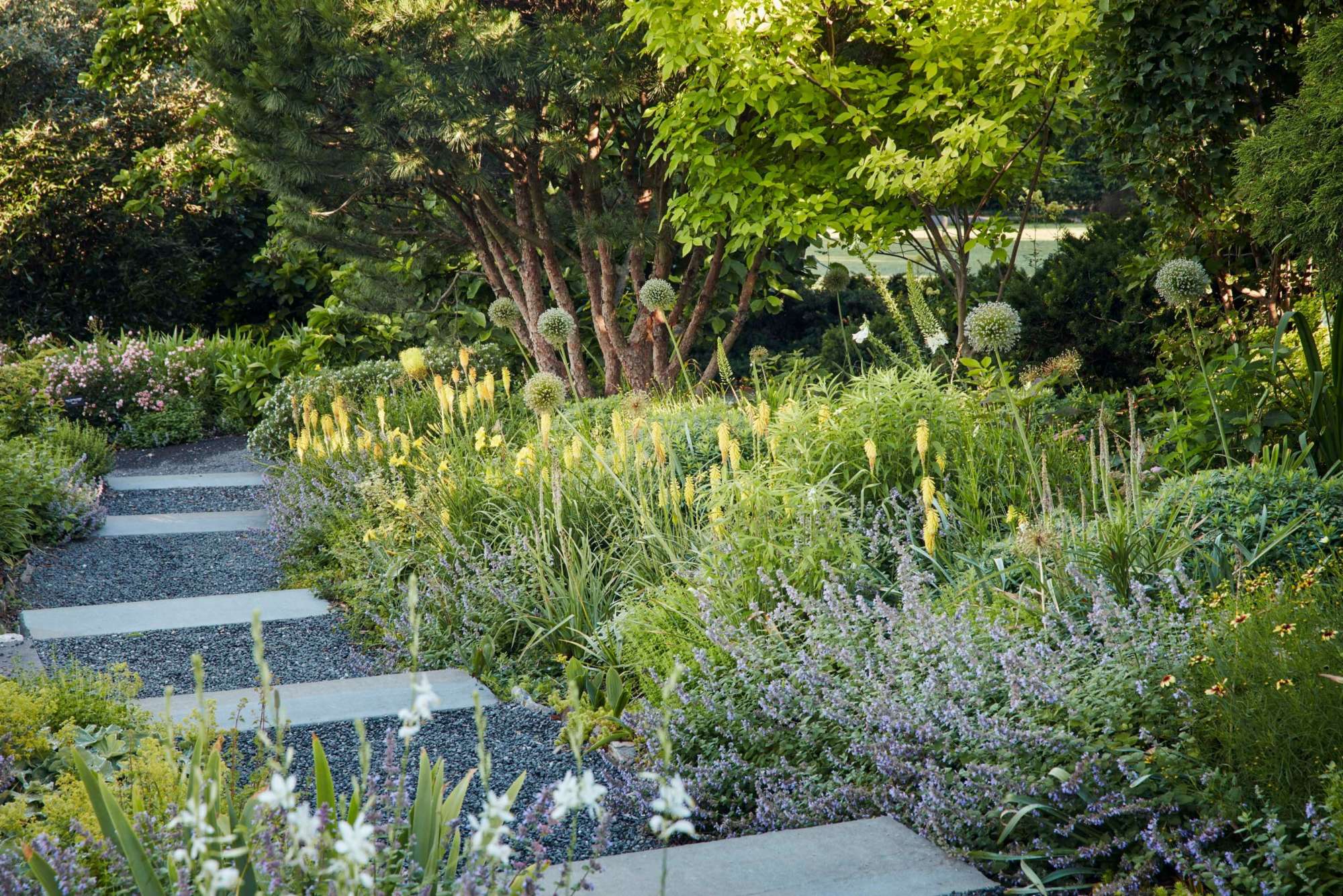 Hosta plantaginea (August Lily) - Wave Hill