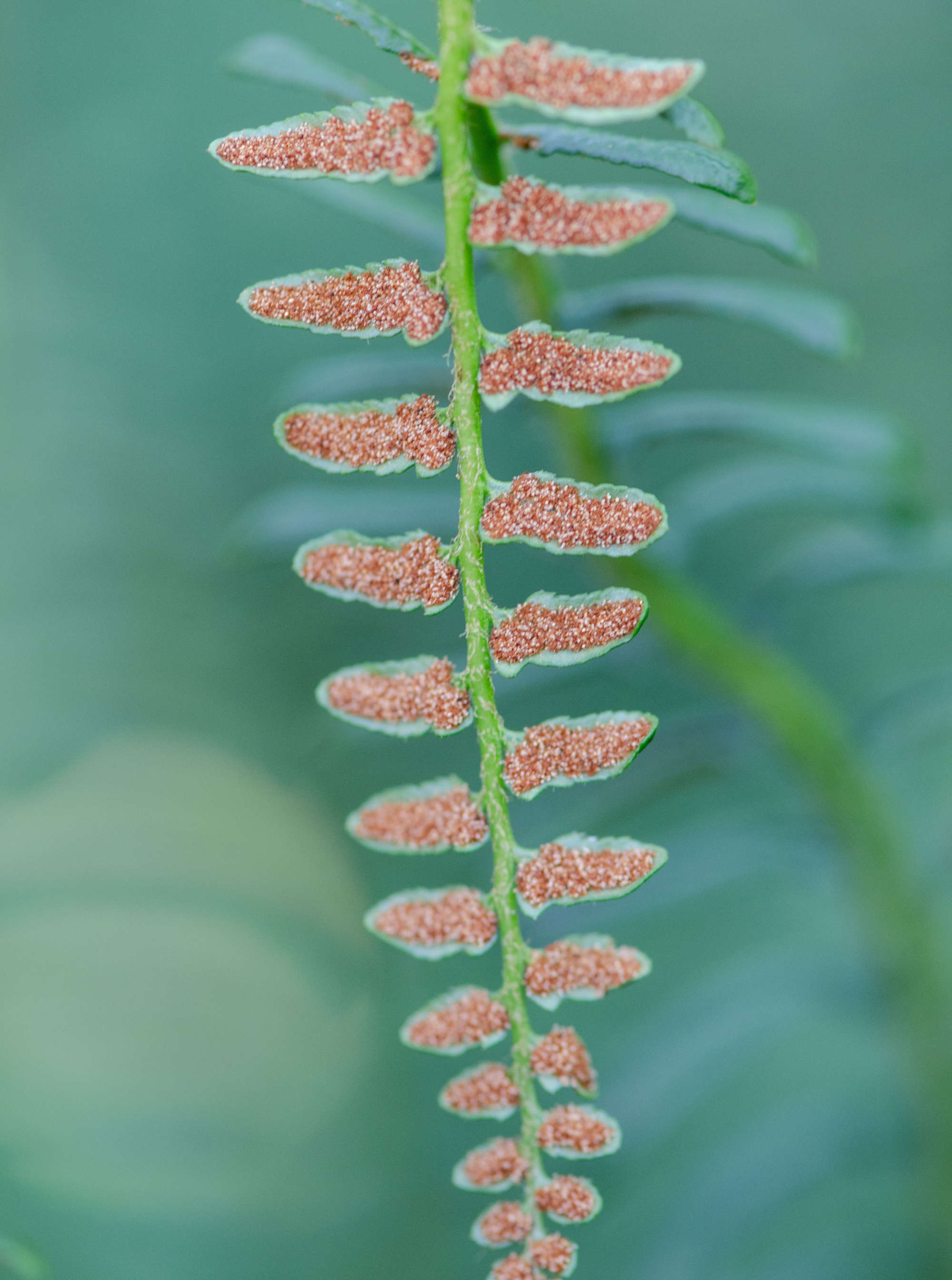 Flipping over Fern Fronds - Wave Hill