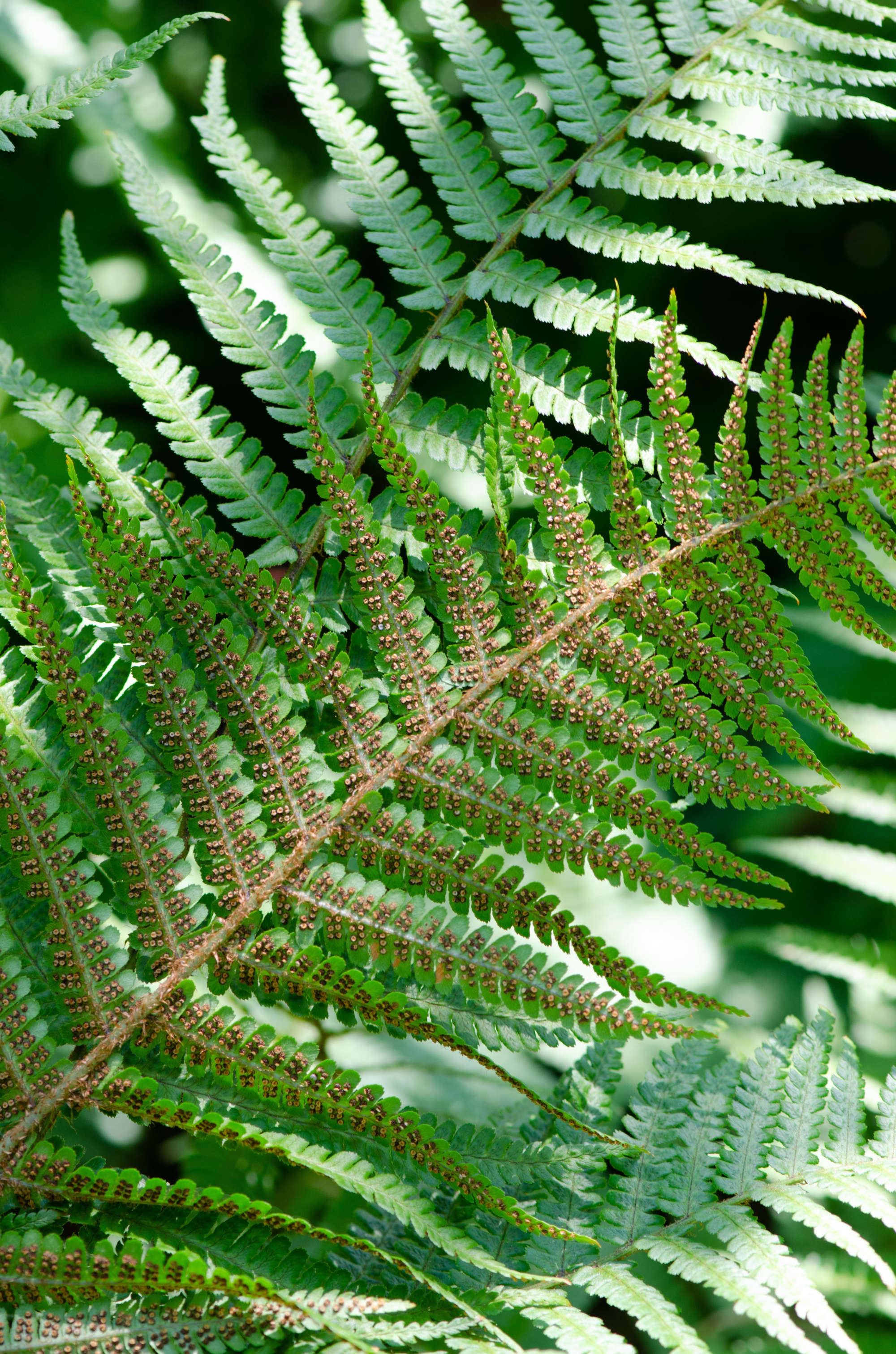 Flipping over Fern Fronds - Wave Hill