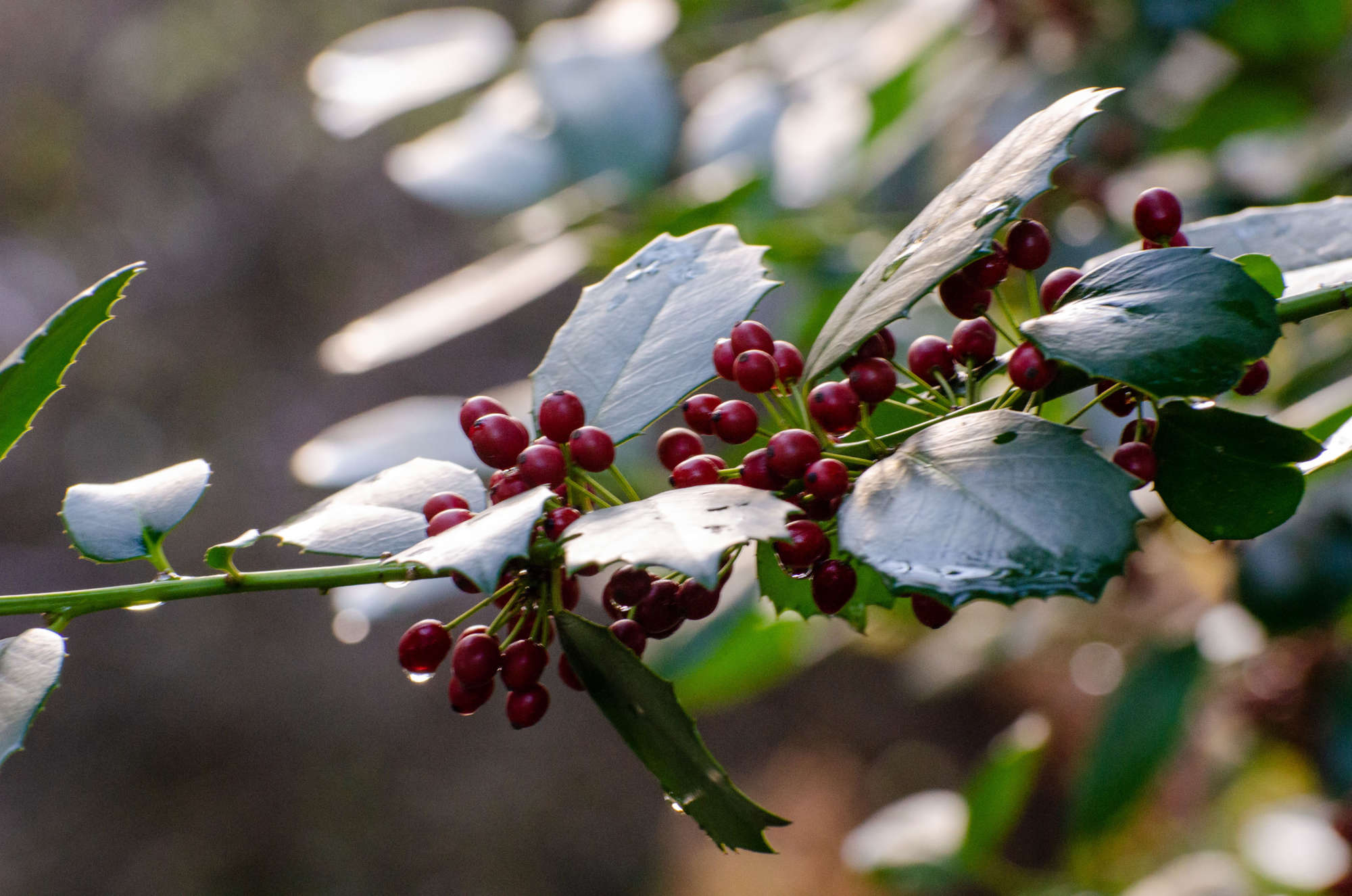 Holiday Decor - Wave Hill