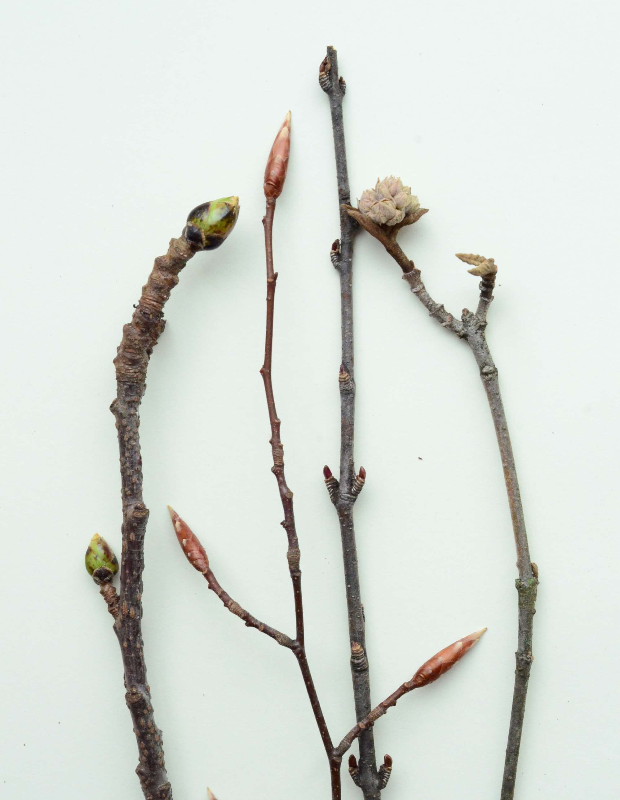 Budding Beauty - Wave Hill
