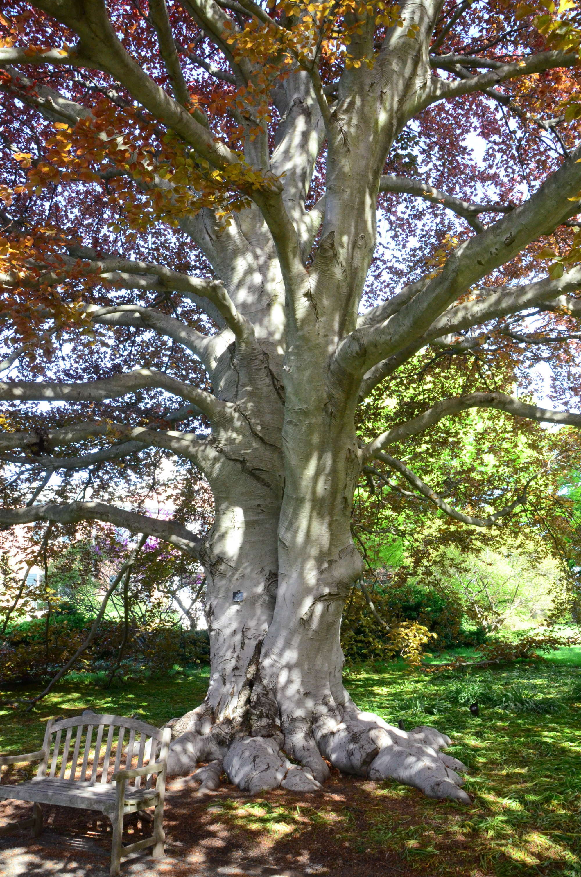 Some Great Trees of Wave Hill - Wave Hill