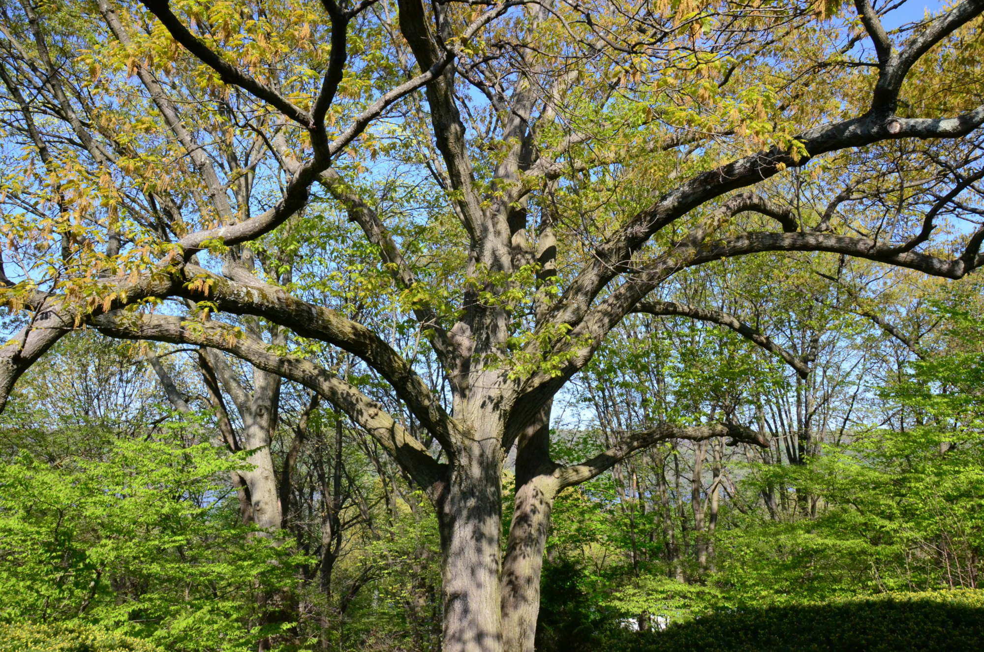 Some Great Trees of Wave Hill - Wave Hill