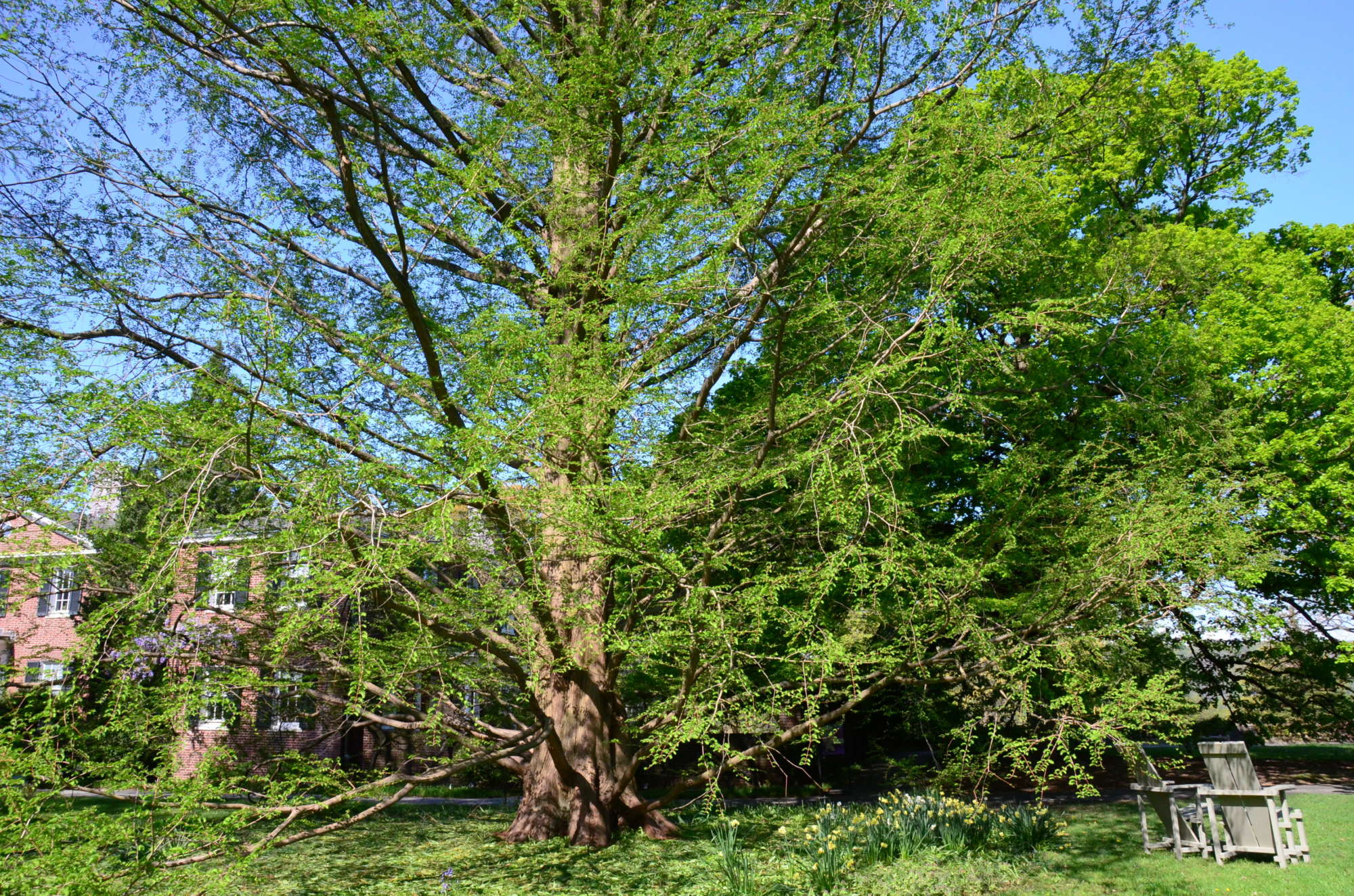 Some Great Trees of Wave Hill - Wave Hill