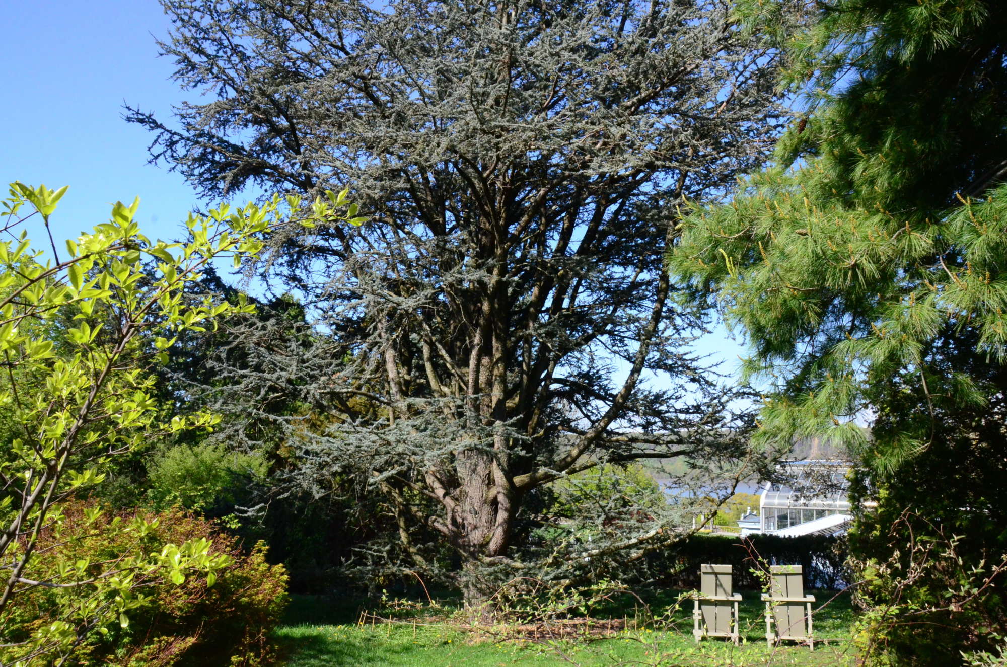 Some Great Trees of Wave Hill - Wave Hill