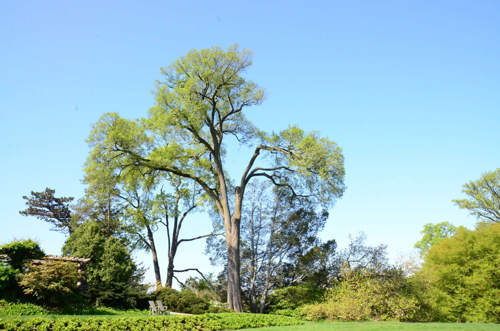 Some Great Trees of Wave Hill - Wave Hill